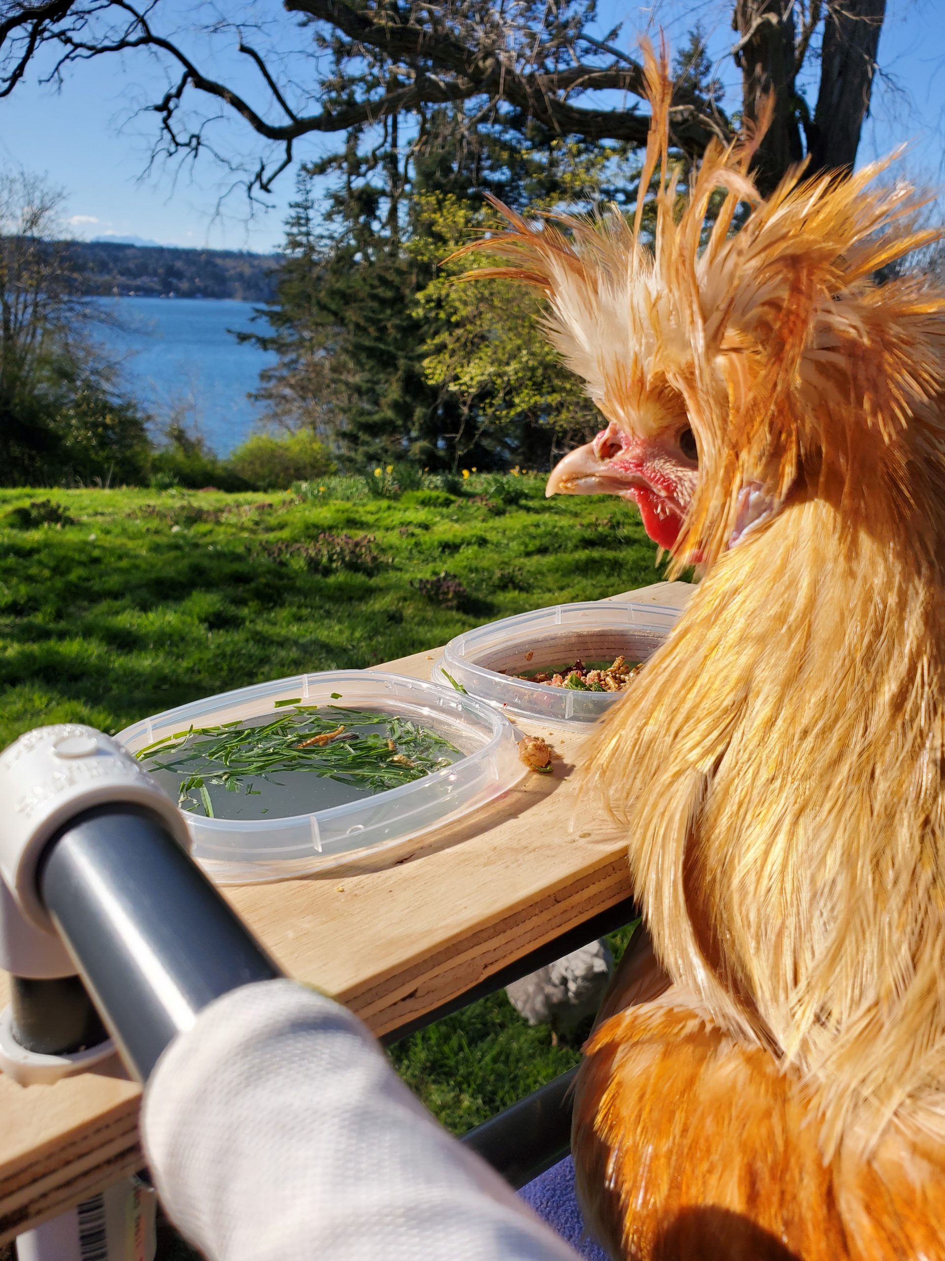 Caring for Special Needs Chickens - Backyard Poultry